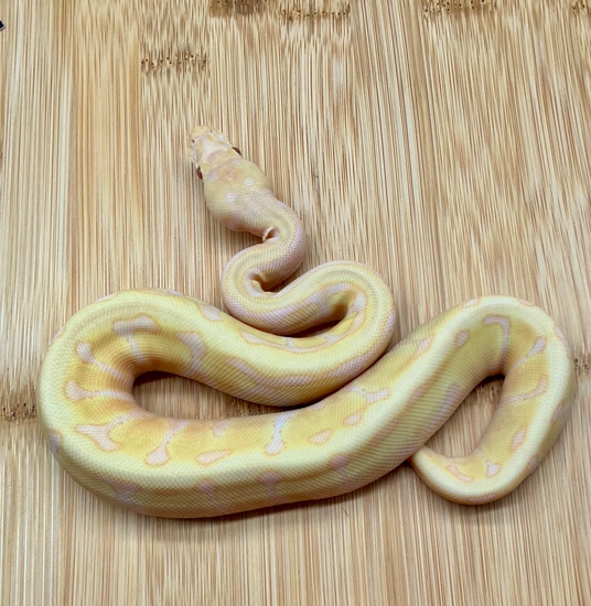 Enchi Spotnose Candino Ball Python by ML Exotics