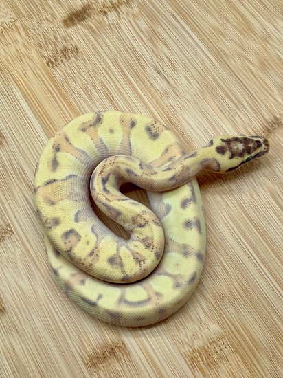 Super Enchi Pastel Fire Asphalt Ball Python by ML Exotics