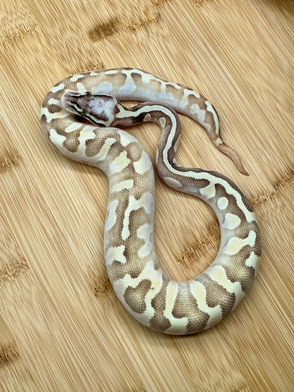 Pastel Butter Enchi Calico Ball Python by ML Exotics