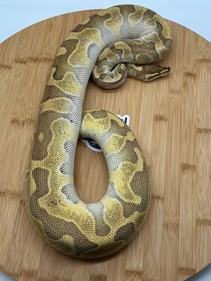 Lesser Enchi Het Lavender Ball Python by ML Exotics
