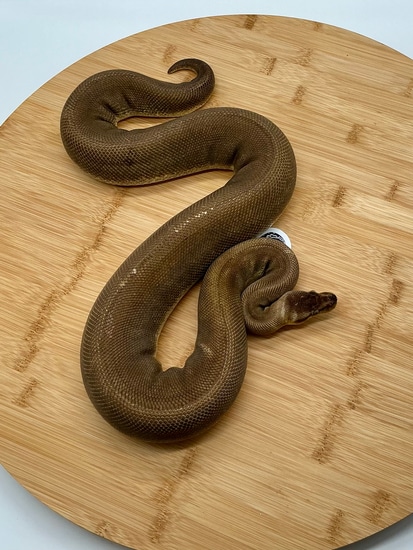 Pastel Suma Ball Python by ML Exotics