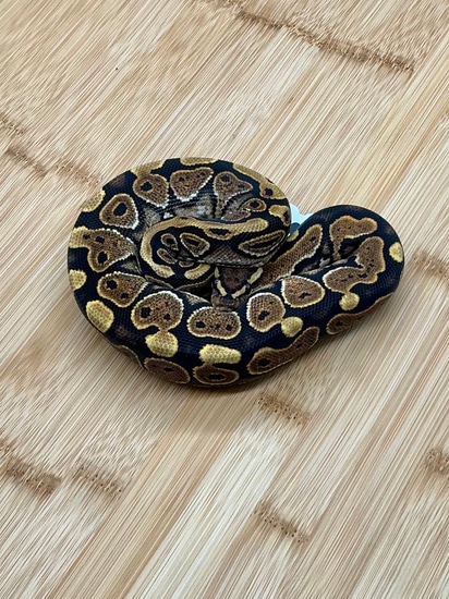 Lace Poss White Lace Ball Python by ML Exotics