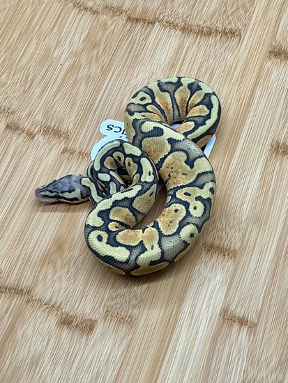 Pastel Hypo Het Desert Ghost Ball Python by ML Exotics