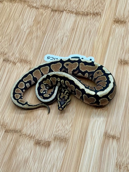 Spotnose Yellowbelly Het Candy Ball Python by ML Exotics