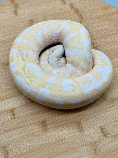 Leopard Albino Ball Python by ML Exotics