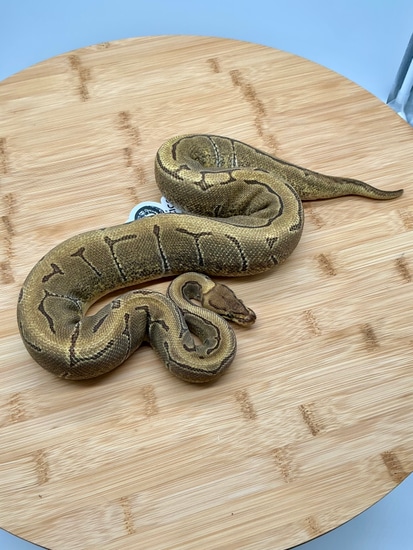 Enchi Pinstripe Het Desert Ghost Het Hypo Het Pied Ball Python by ML Exotics