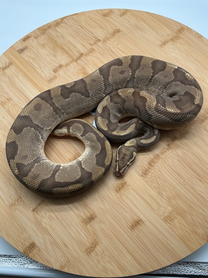 Enchi Yellowbelly Sable Fire Ball Python by ML Exotics