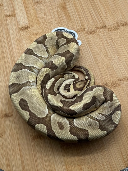 Enchi Fire Blade Het Clown Het Axanthic Ball Python by ML Exotics