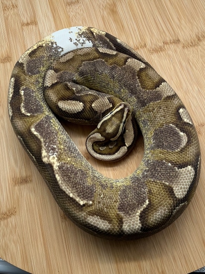 Enchi Fire Sugar Yellowbelly Ball Python by ML Exotics