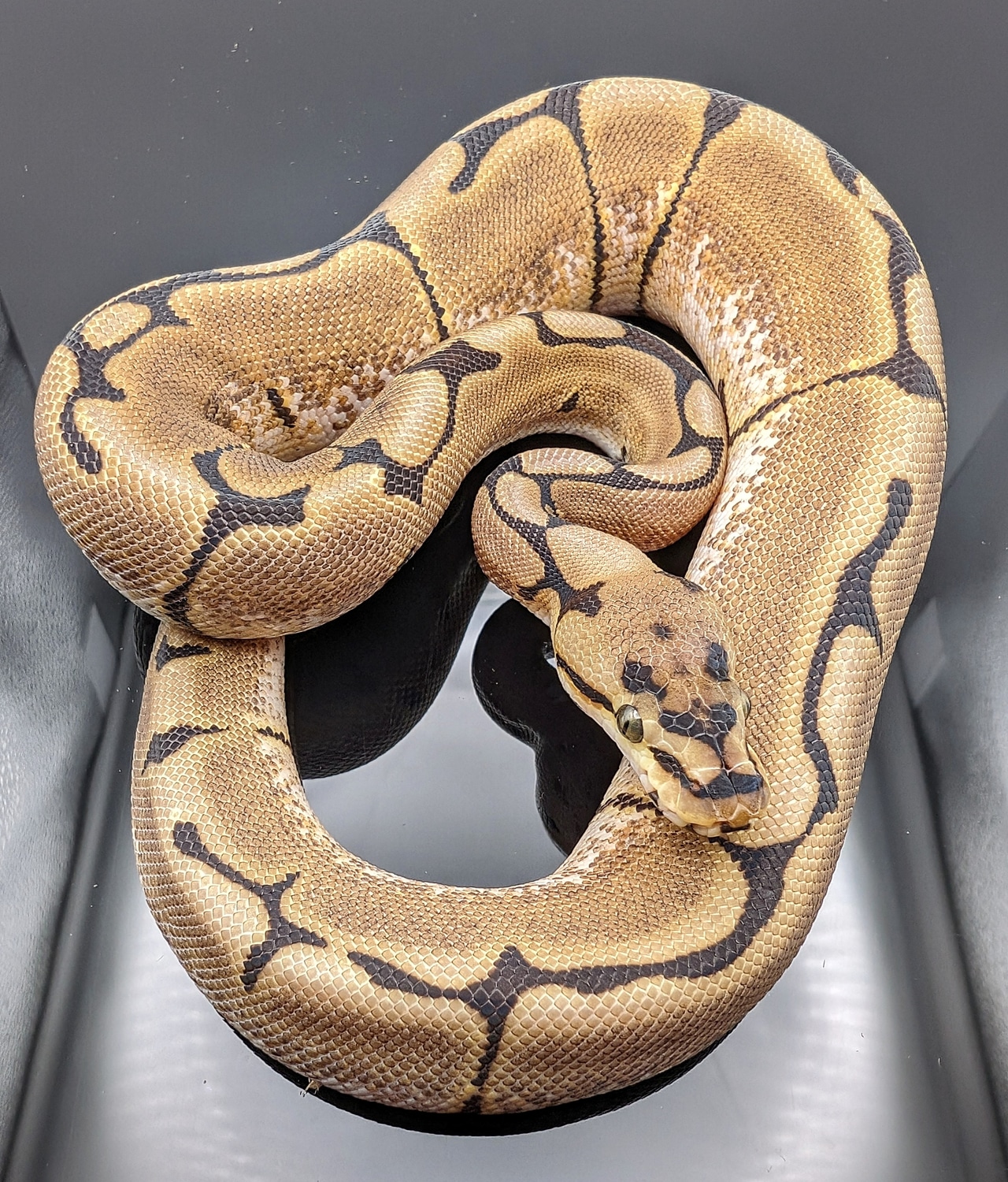 Spider 100% Het Pied Ball Python by Rocky Top Exotics - MorphMarket