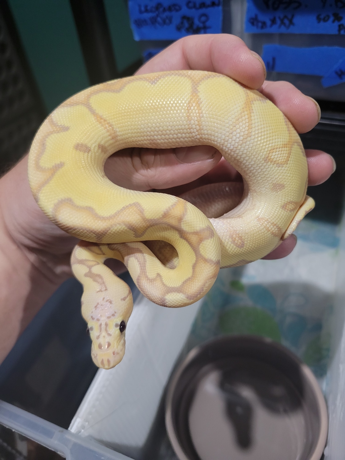 Pastel Banana Enchi Clown (Female Maker) Ball Python by Dark Knight ...