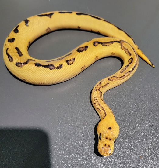 Orange Dream Leopard Superstripe Poss Blade Clown 50% Het Pied Ball ...