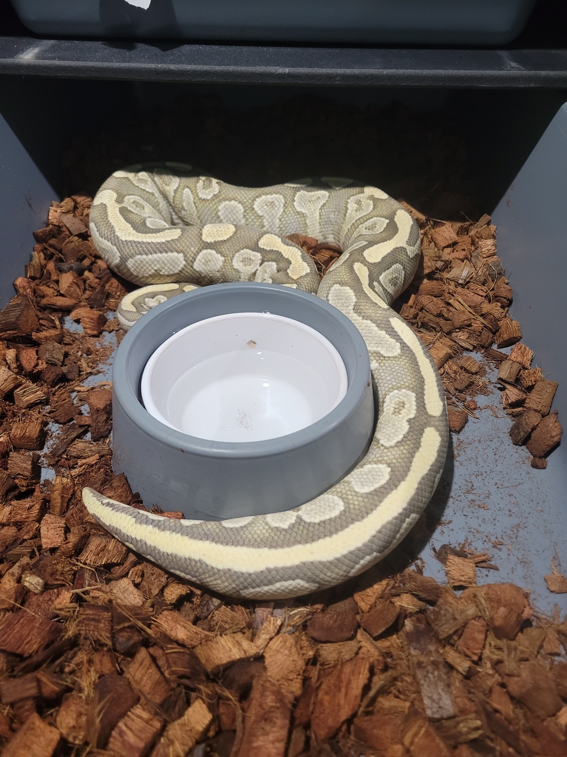 Vanilla Mojave Yellowbelly Citrus Hypo Ball Python by Dark Knight ...