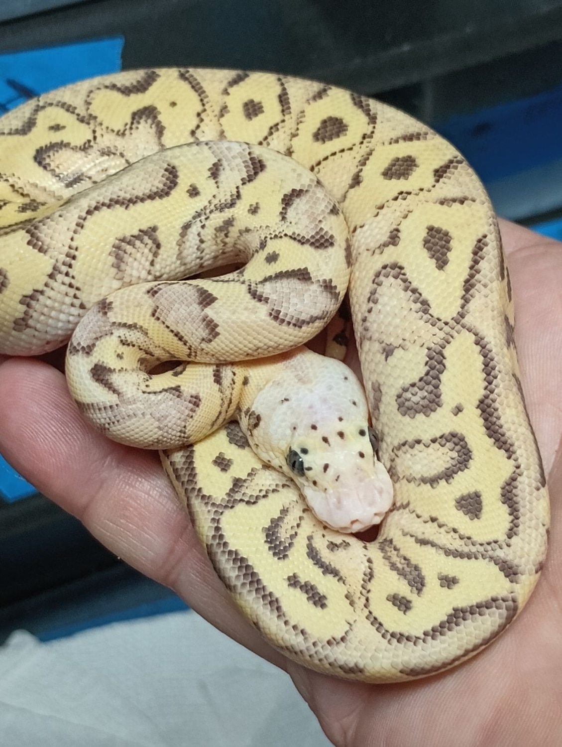 Firefly Spotnose Clown Ball Python by Dark Knight Pythons - MorphMarket