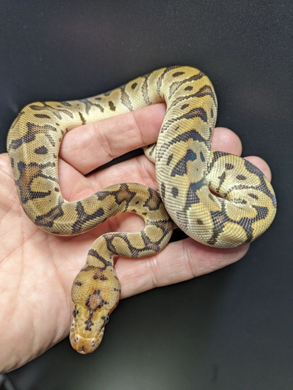 Hidden Gene Woma Clown Ball Python by Dark Knight Pythons