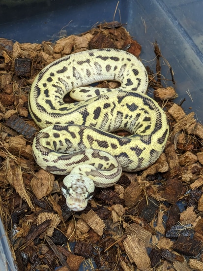 Firefly Leopard Spotnose Het Clown Female Ball Python by Dark Knight ...