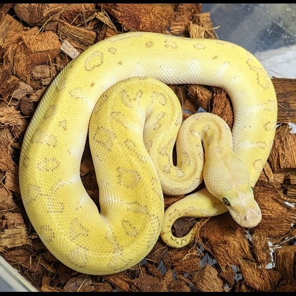 Dark Knight Pythons - MorphMarket