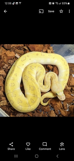 Pastel Orange Dream Yellowbelly Lesser Spotnose Pinstripe Clown Ball ...