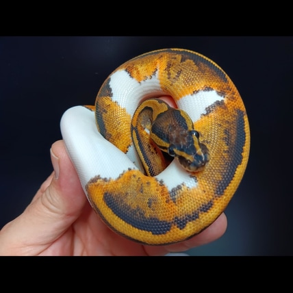 Dark Knight Pythons - MorphMarket