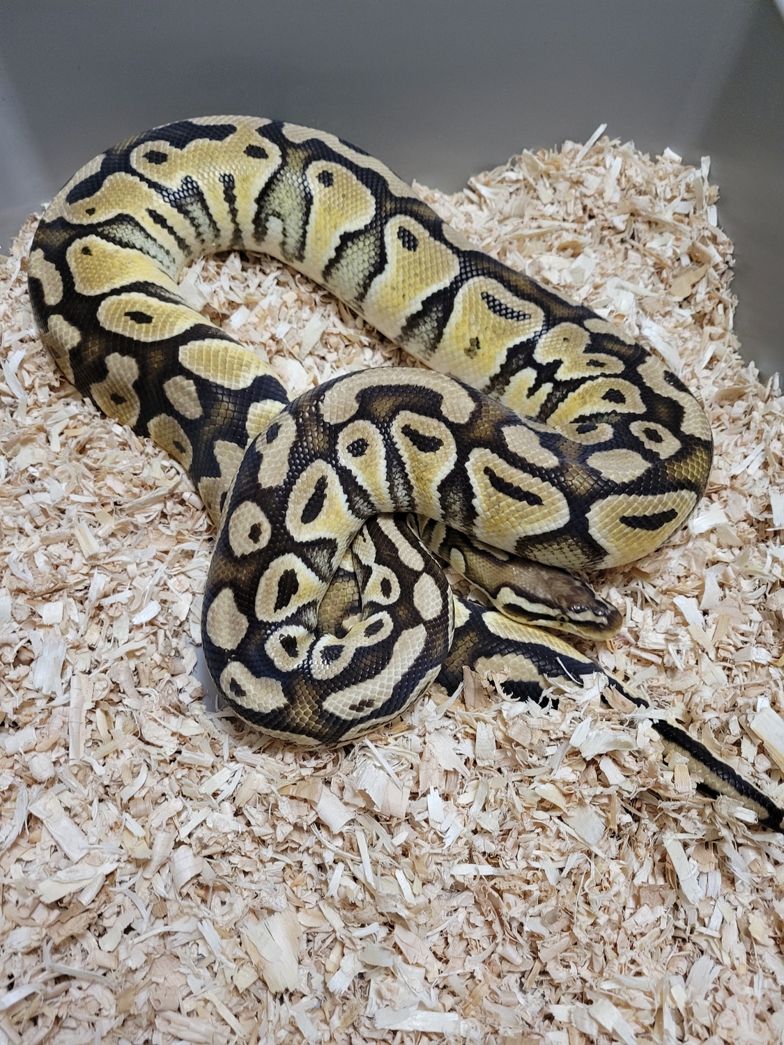 Russo Pastel Het Clown Ball Python by Poker's Pythons - MorphMarket