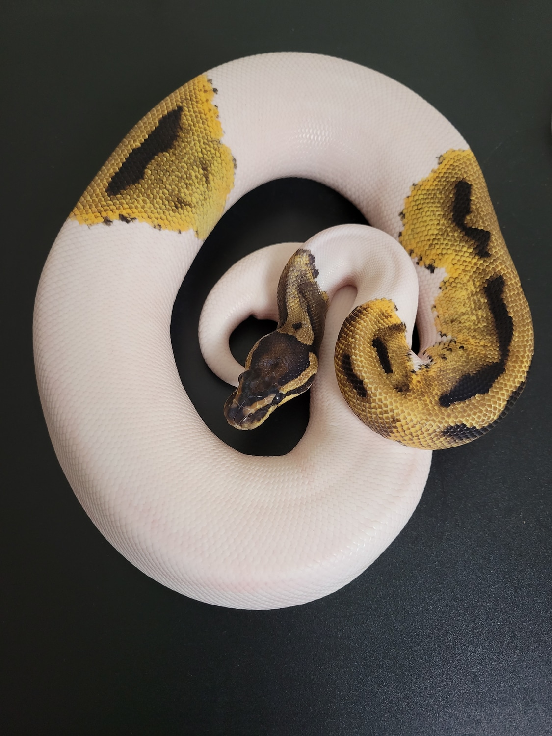 Fire Or Vanilla Piebald Ball Python by Poker's Pythons - MorphMarket