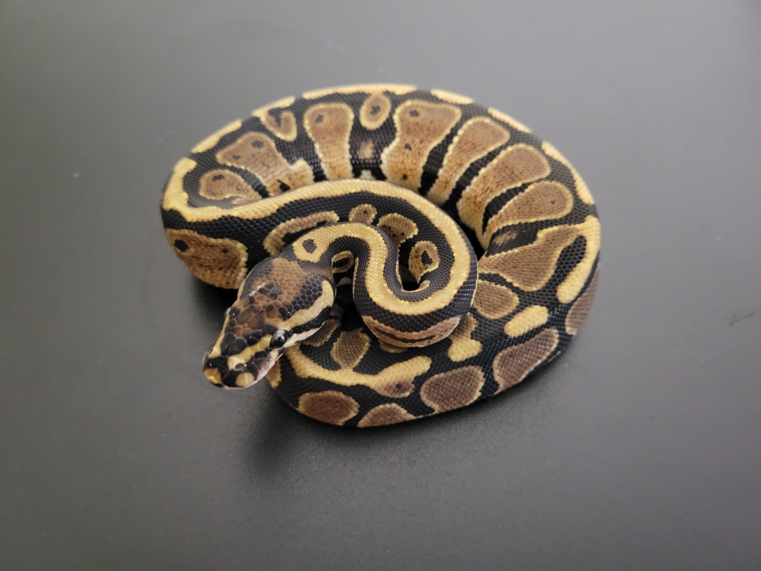 Spotnose Het Desert Ghost Het Piebald Ball Python by Poker's Pythons ...