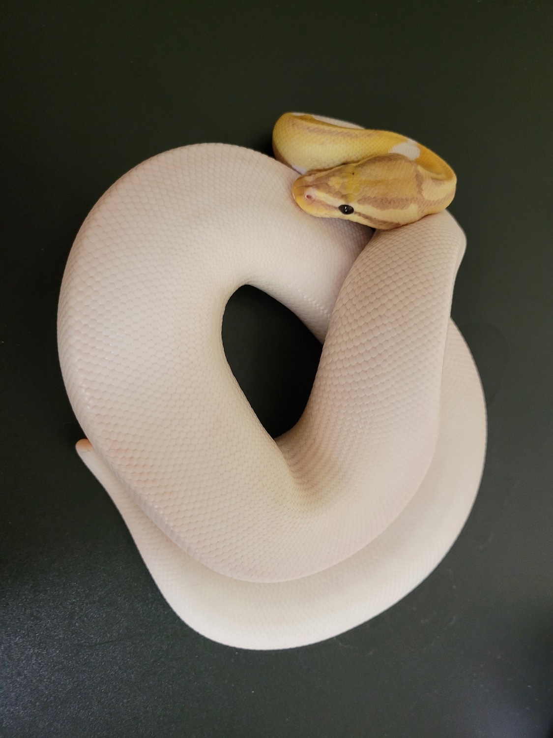 Banana Fire Or Vanilla Piebald Ball Python by Poker's Pythons - MorphMarket