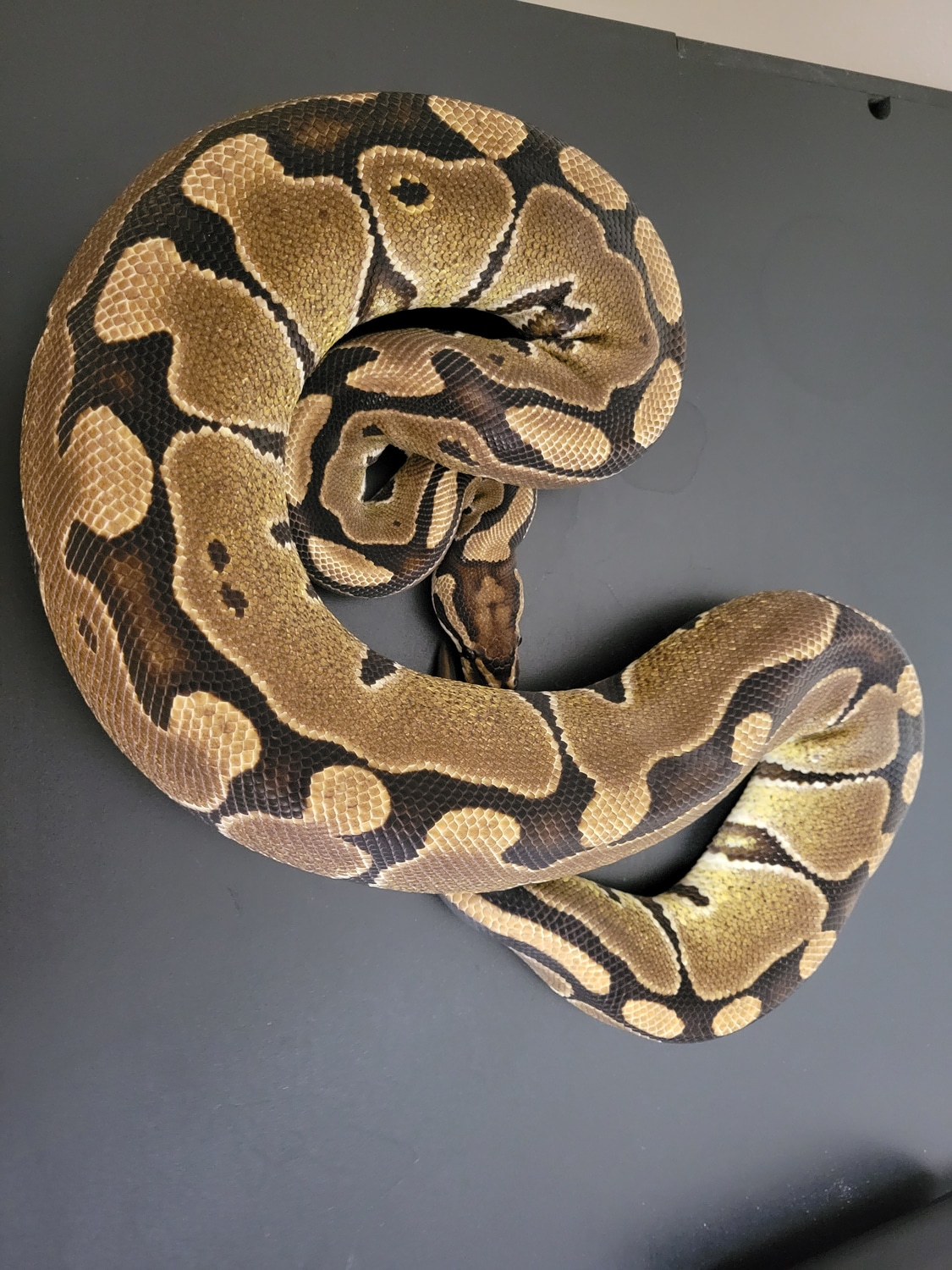 Het Puzzle Ball Python by Poker's Pythons - MorphMarket