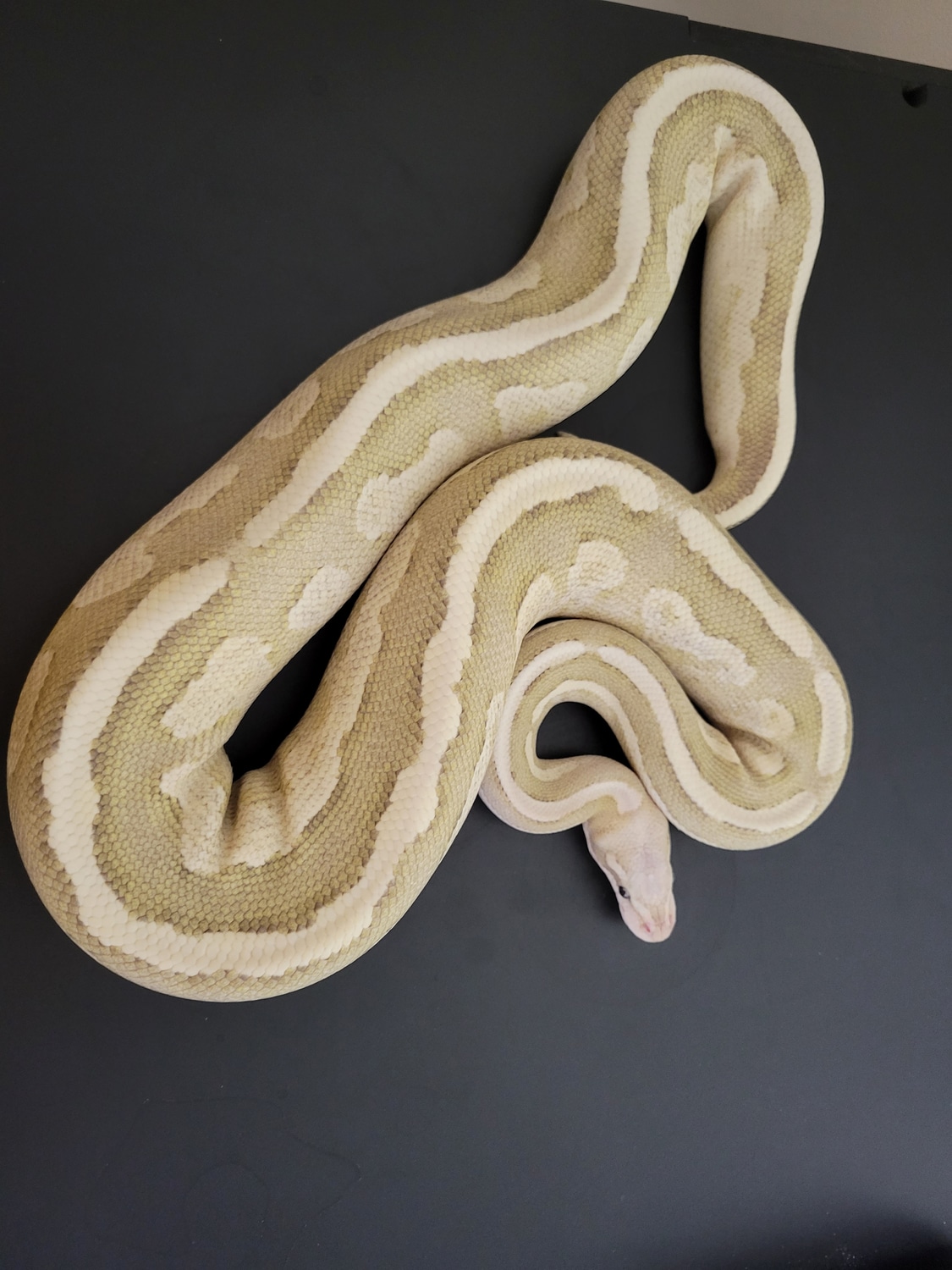 Vanilla Cream Mojave Ball Python by Poker's Pythons - MorphMarket