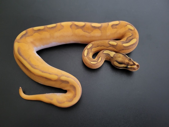 Orange Dream Sugar Enchi Cinnamon Fire Yellowbelly Ball Python by Poker ...