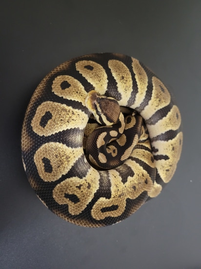 Chocolate Pastel Het Clown Het Desert Ghost Het Hypo Ball Python by ...