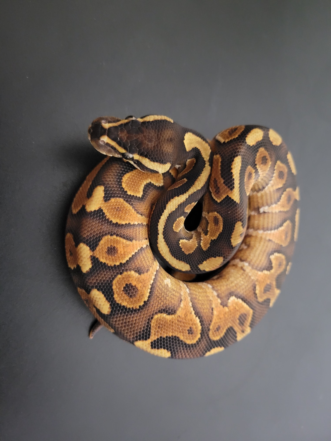 Cinnamon Enchi Orange Dream Yellowbelly Ball Python by Poker's Pythons ...
