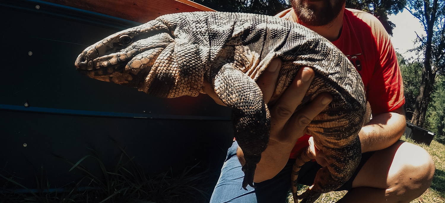 Tribrid Tegus (High Black X Super Blue + Paraguayan Red) Salvator Tegu ...