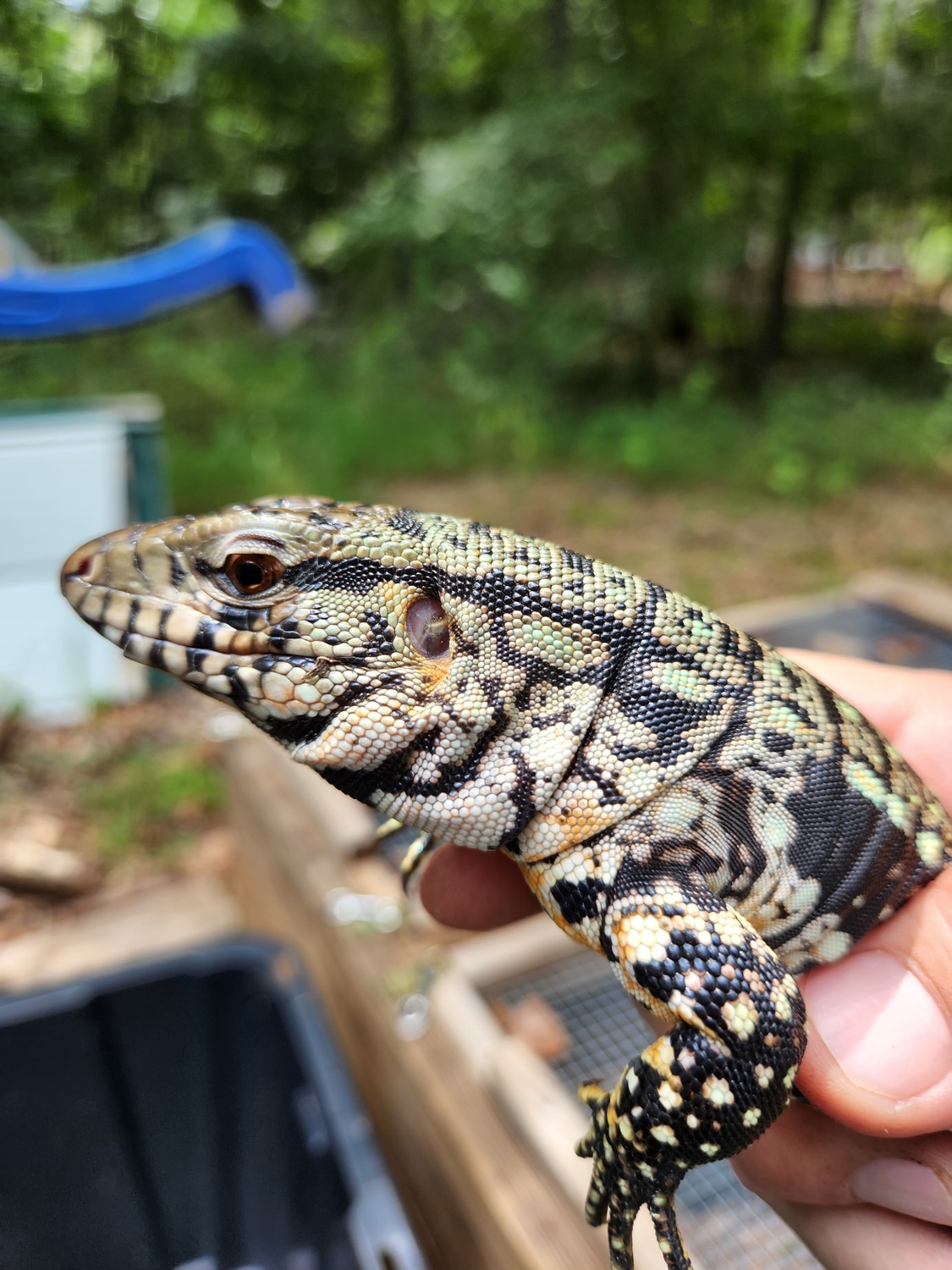 Tribrid Tegus (High Black X Super Blue + Salvator Tegu by Raw Power ...