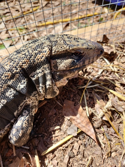 Tribrid Tegus (High Black X Super Blue + Paraguayan Red) Argentine ...