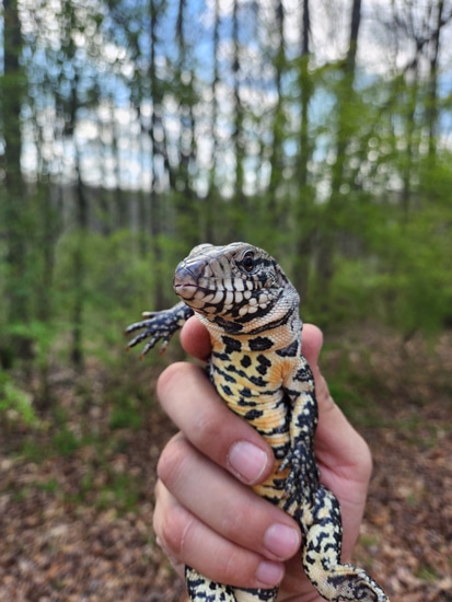 Tribrid Tegus (High Black X Super Blue + Paraguayan Red) Argentine ...