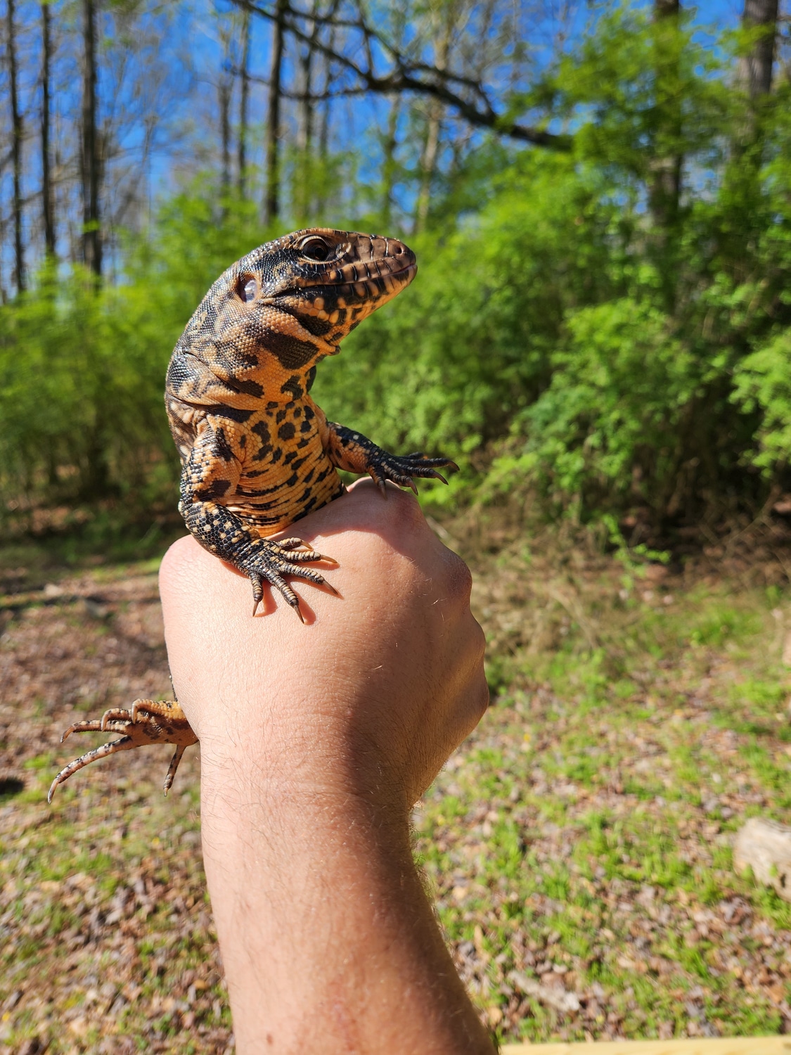 Tribrid Tegus (High Black X Super Blue + Paraguayan Red) Salvator Tegu ...