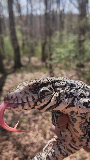 Tribrid Tegus (High Black X Super Blue + Paraguayan Red) Argentine ...