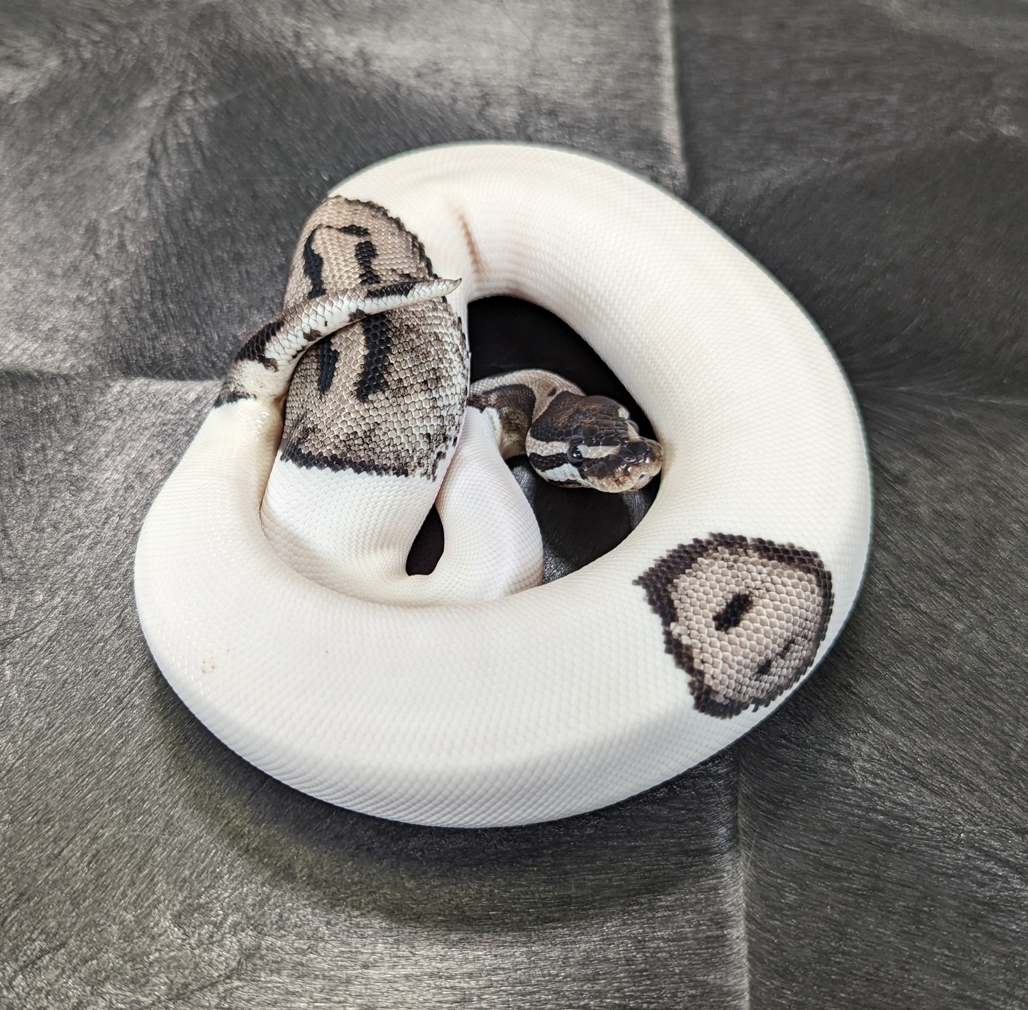 MJ Lightning Ball Python by Matt Quinn - MorphMarket