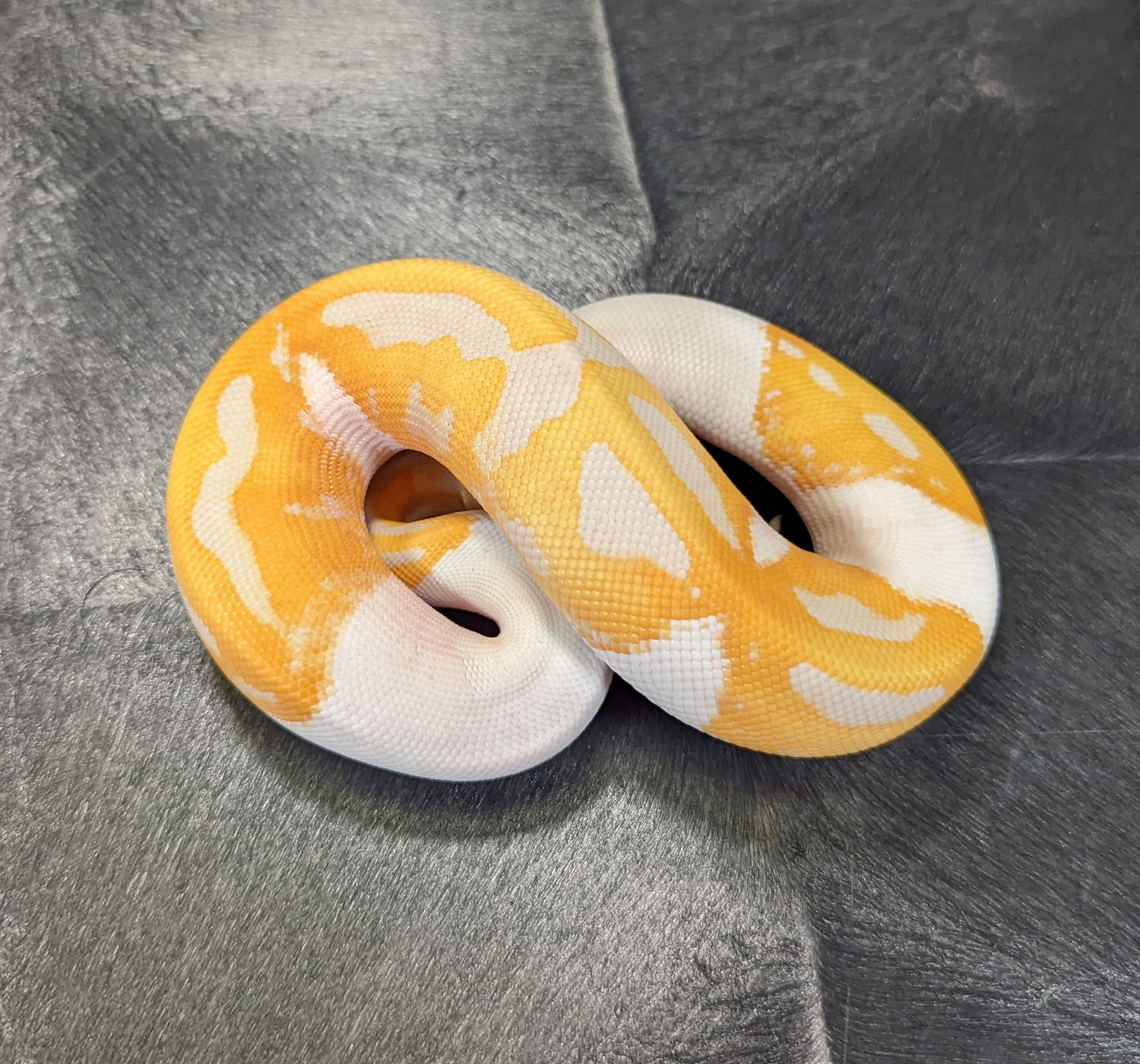 Dreamsicle Ball Python by Matt Quinn - MorphMarket