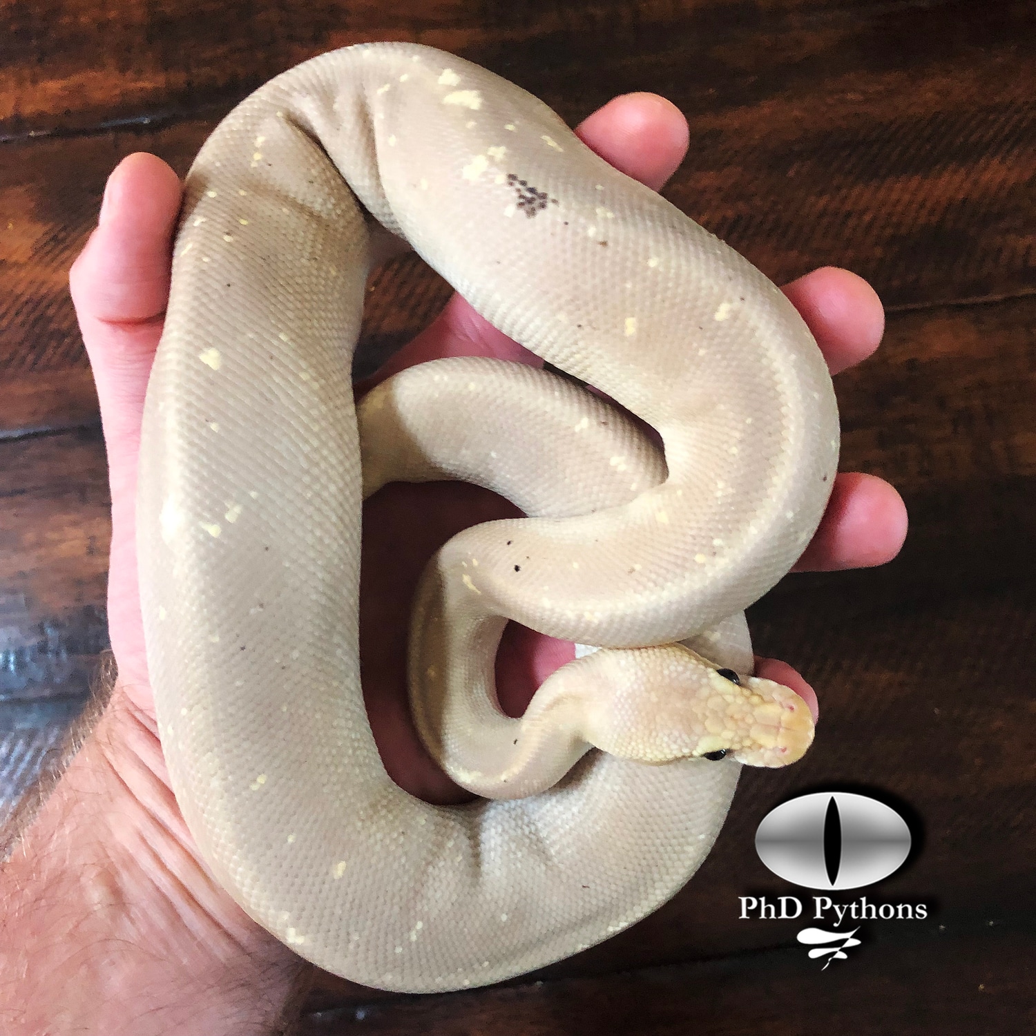 Banana Silver Bullet Ball Python by PhD Pythons - MorphMarket