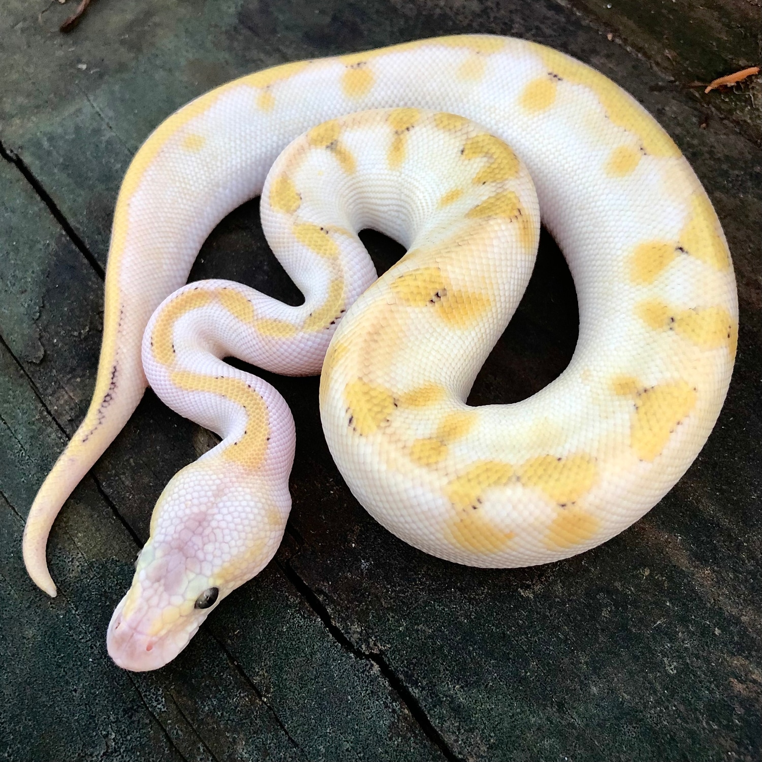 Champagne Mystic Pastel 100% Dbl Het Genetic Stripe Ghost Ball Python ...