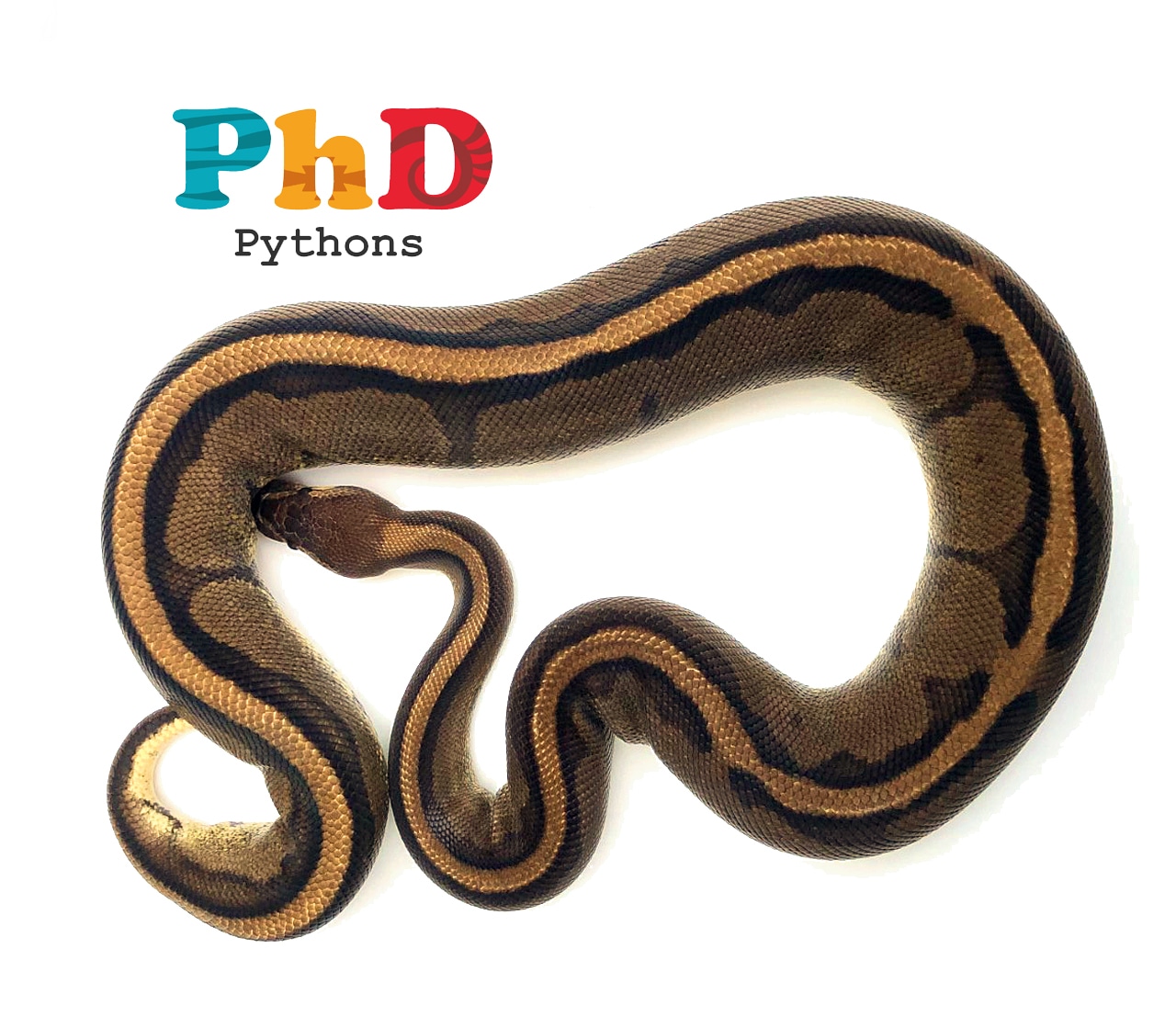 PROVEN BREEDER G-Stripe Pos Het Clown Ball Python by PhD Pythons ...