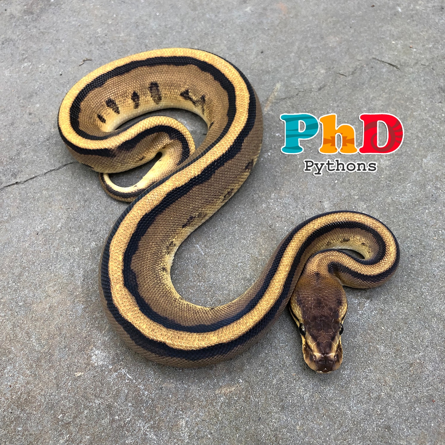 Genetic Stripe 50% Het Clown Ball Python by PhD Pythons - MorphMarket