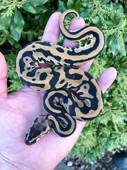 Leopard Pastel Orange Dream 100% Het Clown 66% Het Pied Ball Python by ...