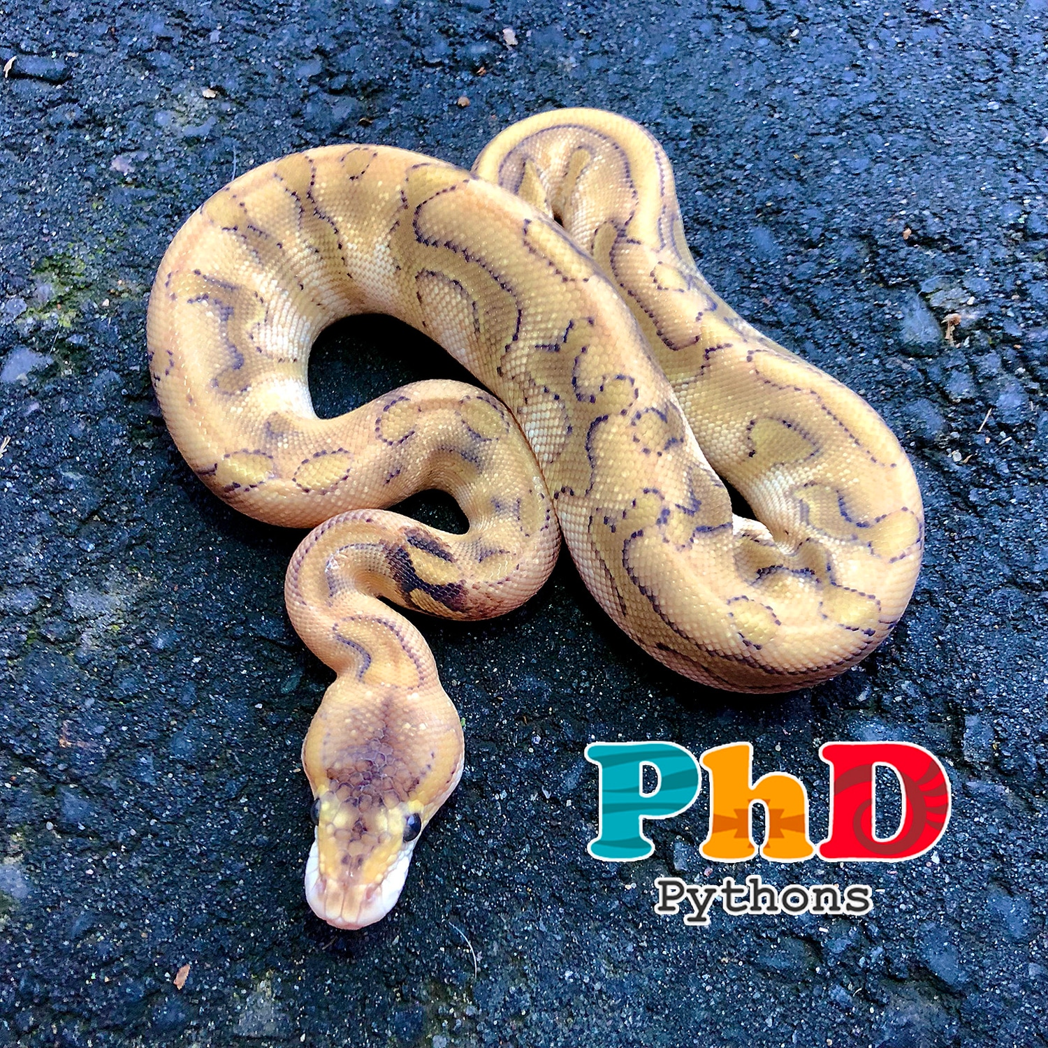 Paradox Champagne Leopard Mystic 66% Het G-stripe Ball Python by PhD ...
