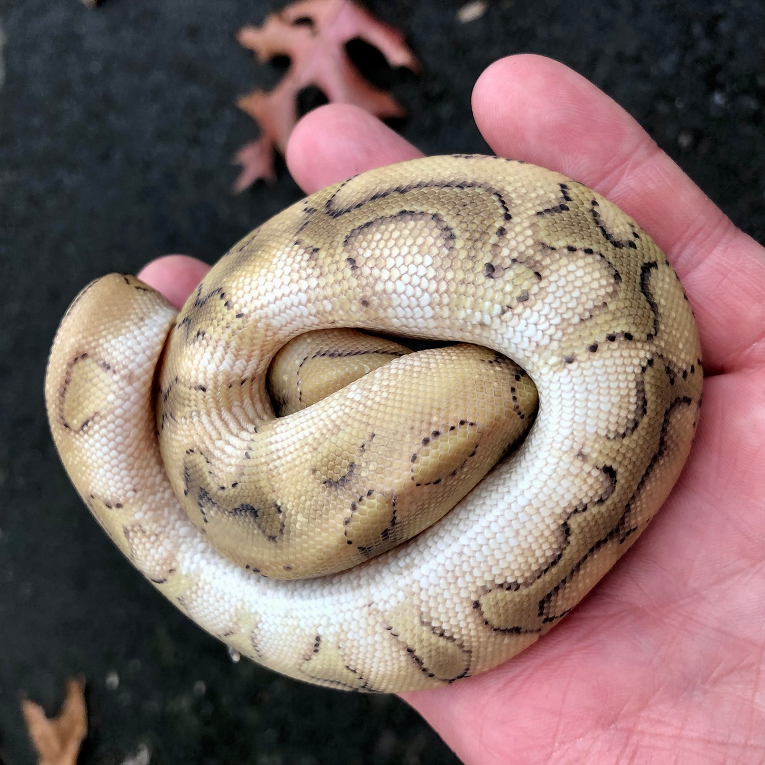 Paradox Champagne Leopard Mystic 66% Het G-stripe Ball Python by PhD ...