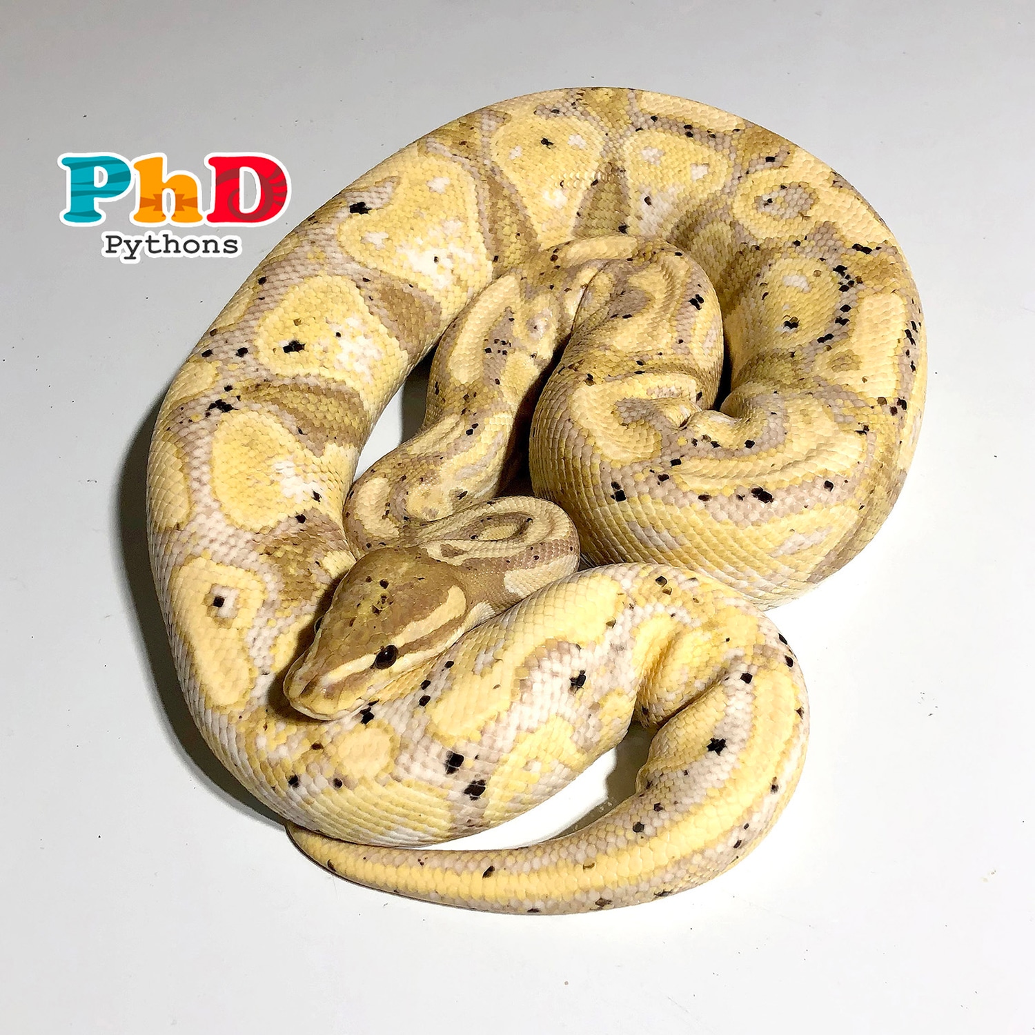Proven Banana Het Pied Ball Python by PhD Pythons - MorphMarket