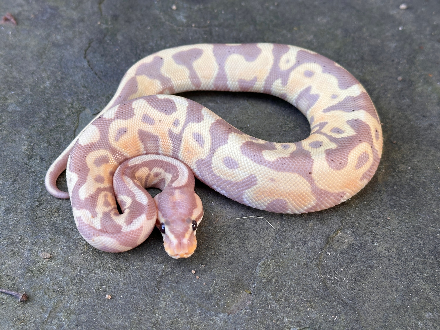 Banana Leopard Het Genetic Stripe Ball Python by PhD Pythons - MorphMarket