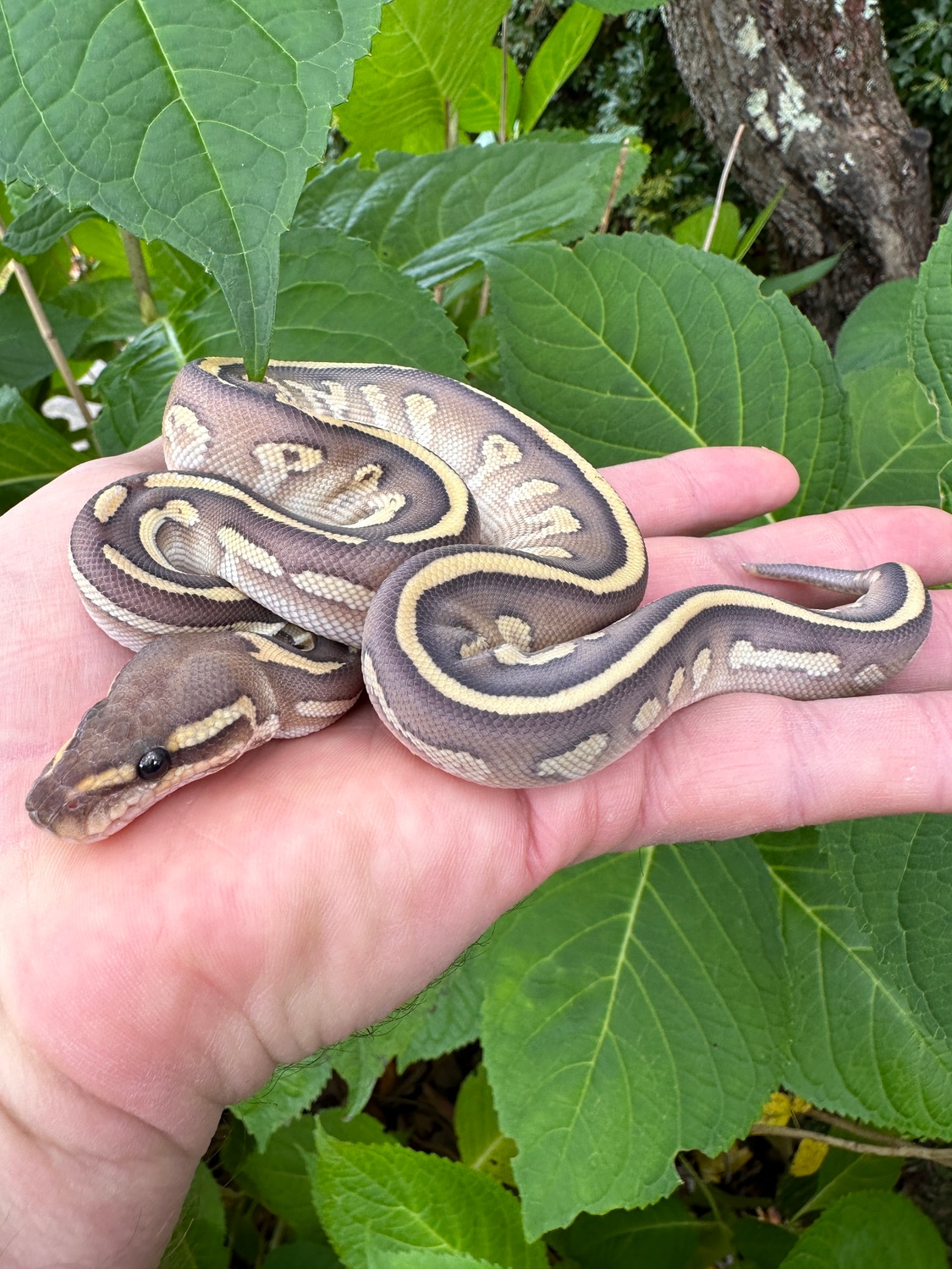 Black Head Butter Hypo Het Genetic Stripe 50% Het Clown Ball Python by ...